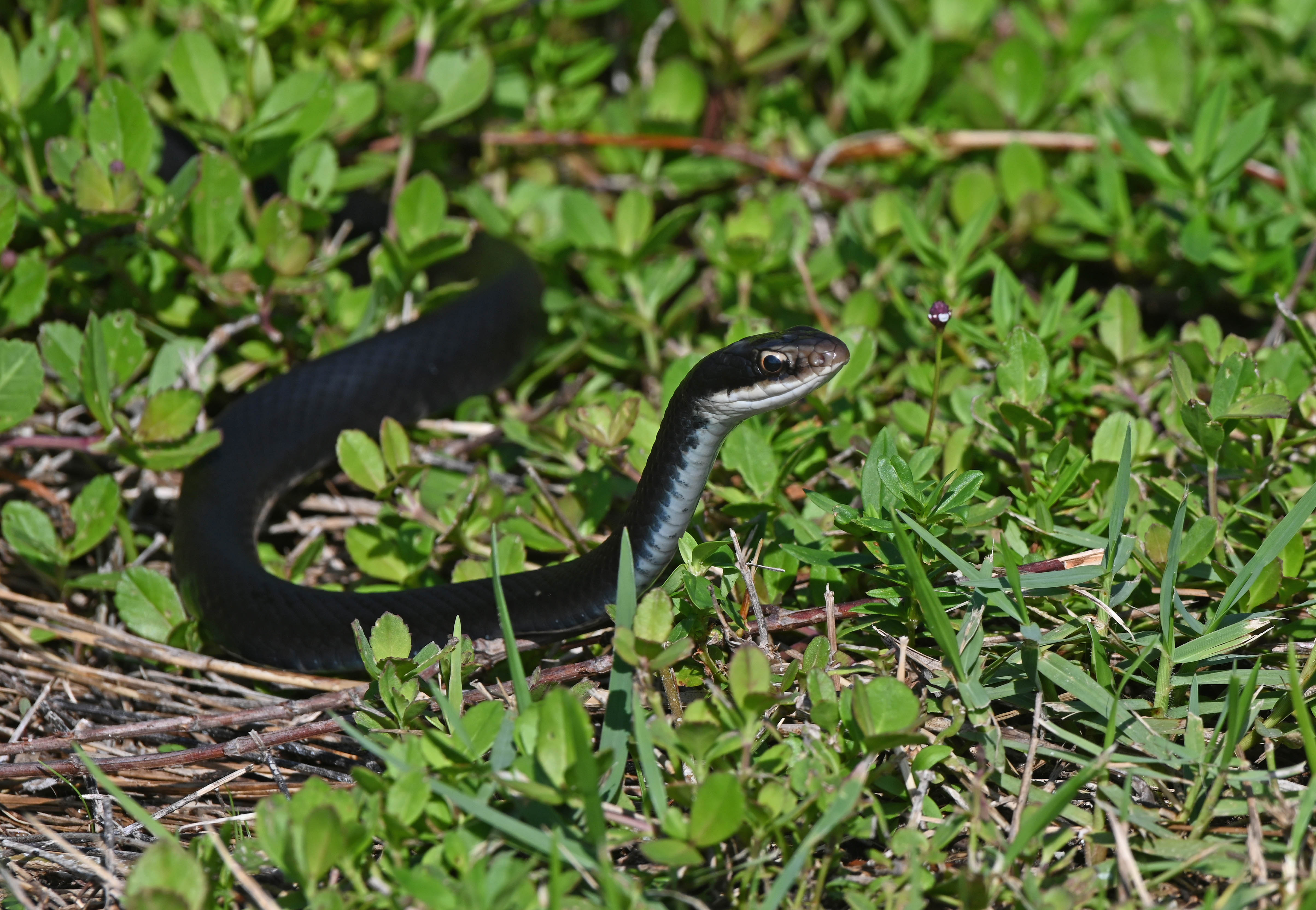 Thin Black Snake Florida