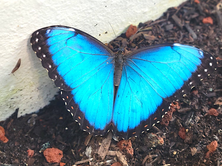 Blue Morpho Butterfly Predators Blue Morpho Butterfly From Costa Rica