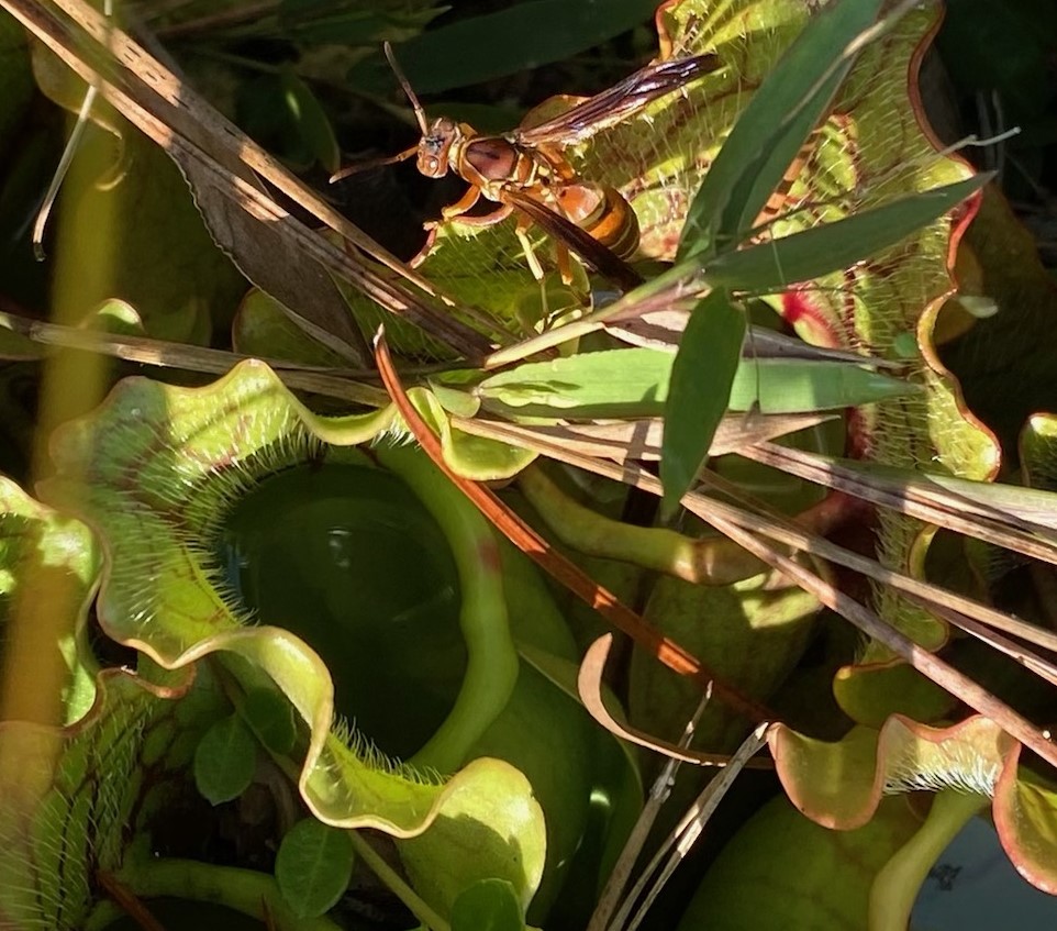 Venus Flytrap Eating A Snake
