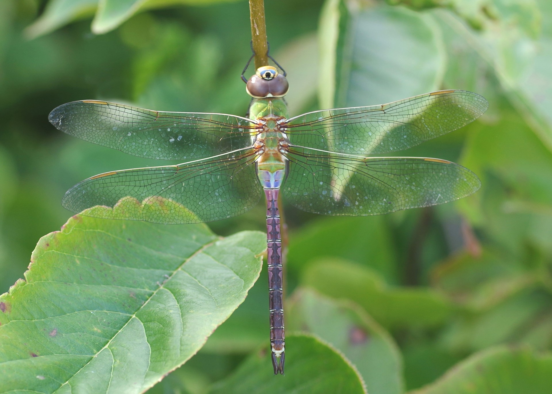 Green Darner Dragonfly Habitat