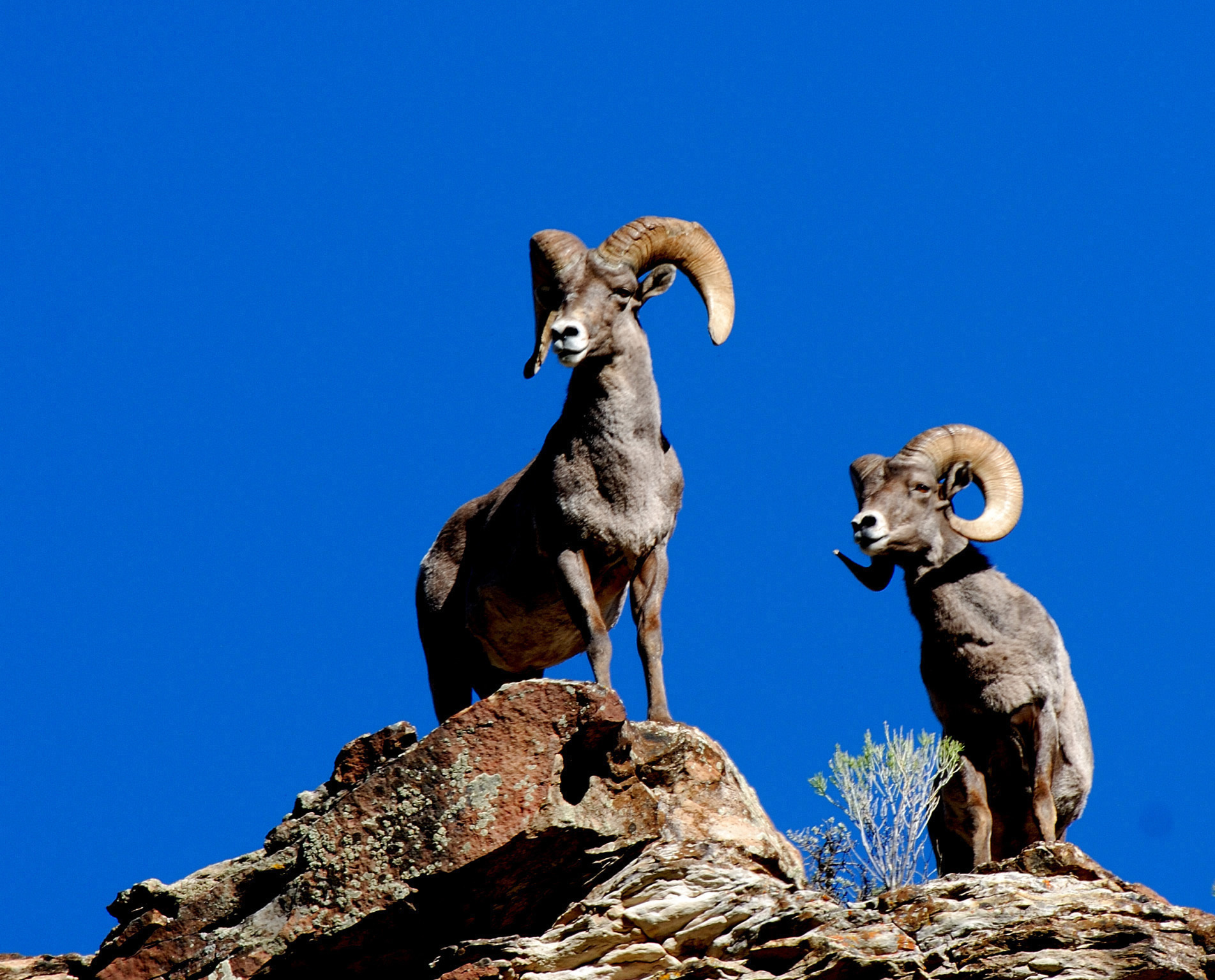 Bighorn Sheep Bbc