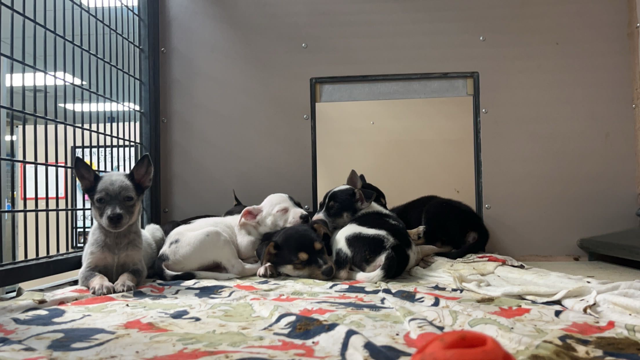 Nearly 100 dogs and cats are up for adoption in Austin after fleeing ...