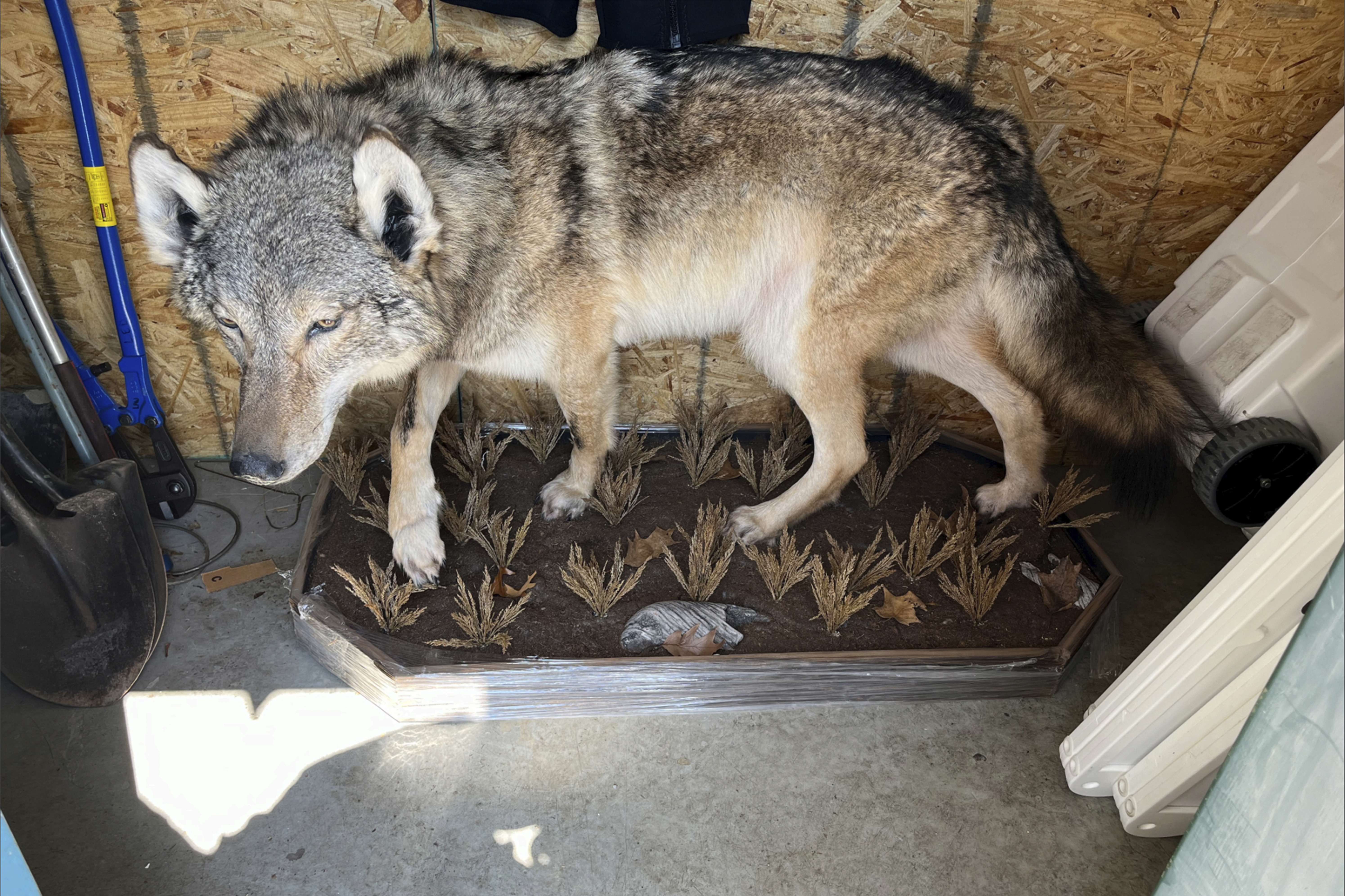 Gray Wolf Body Science Trek Science Trek