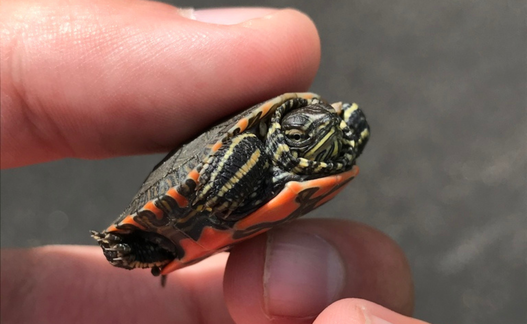 Cute Baby Painted Turtles Spotted Legged Turtle Rhinoclemmys