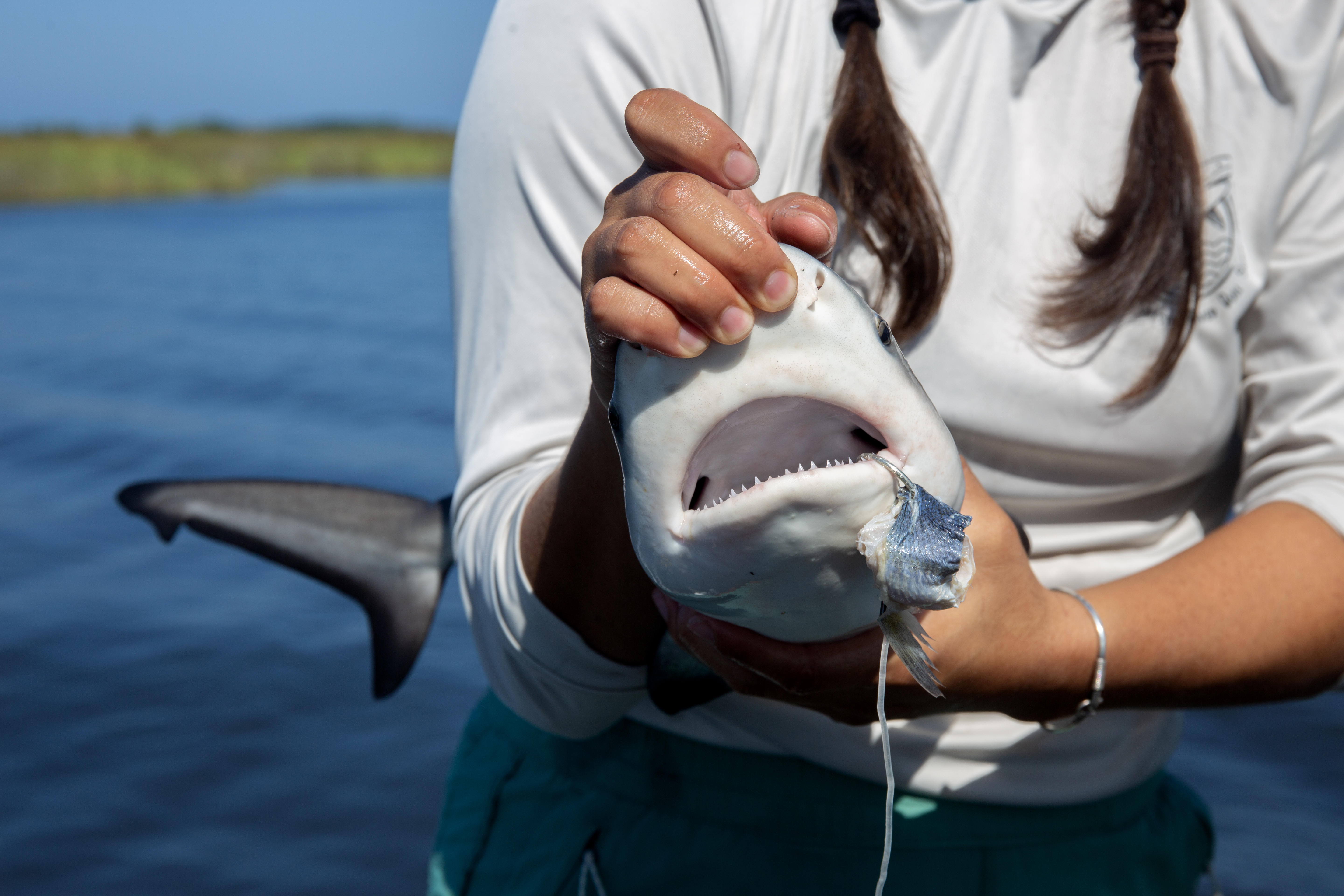 Bull Sharks In Freshwater