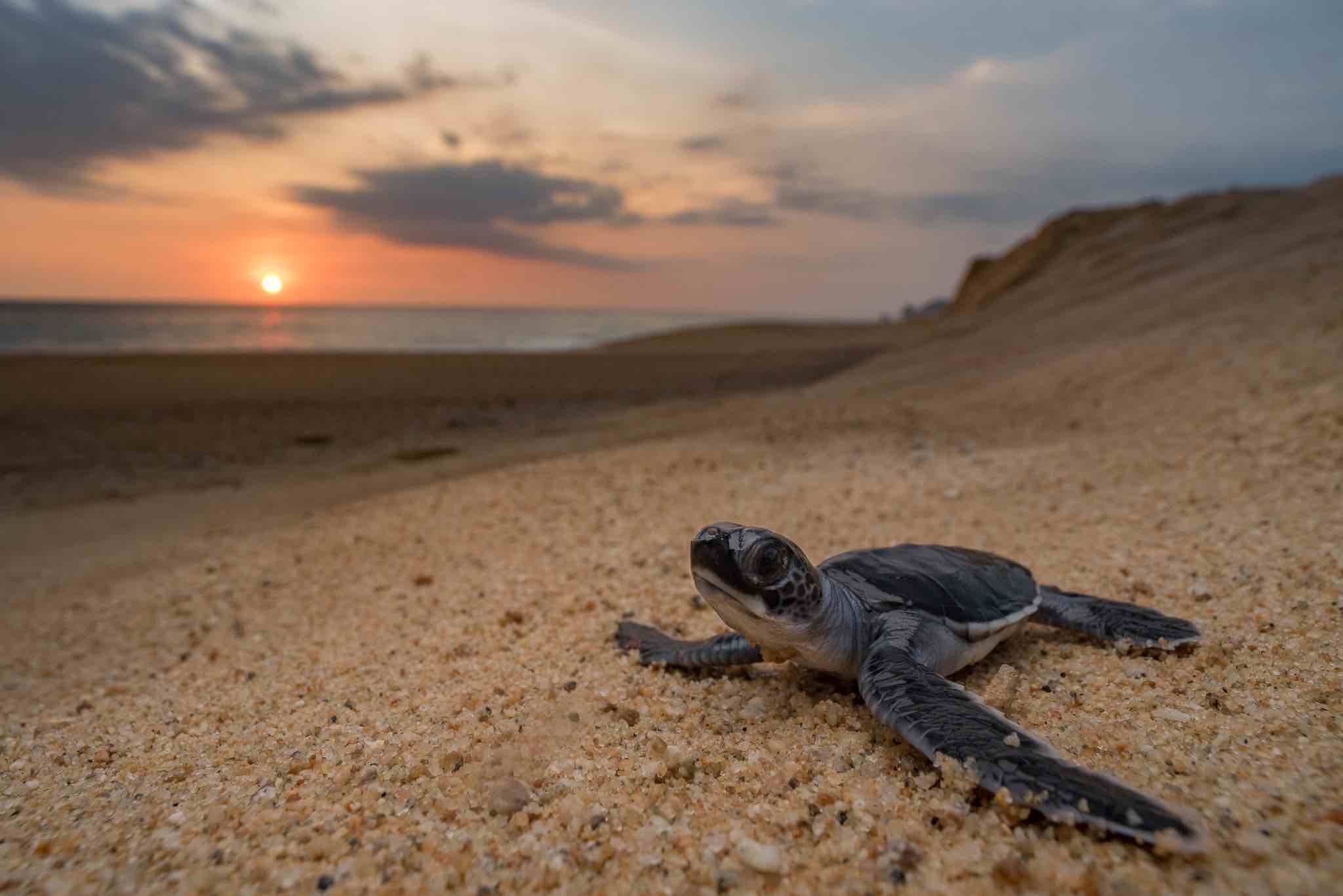 Sea Turtle Digging Nest