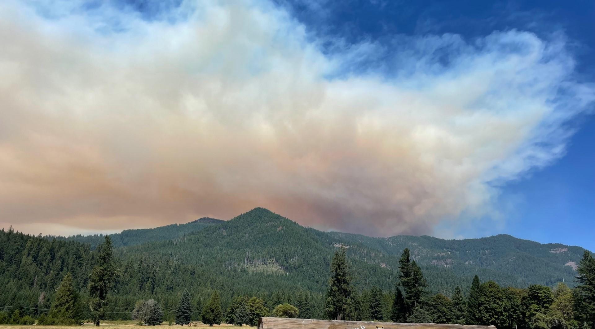 Catching Fire Lightning Tree In Arena