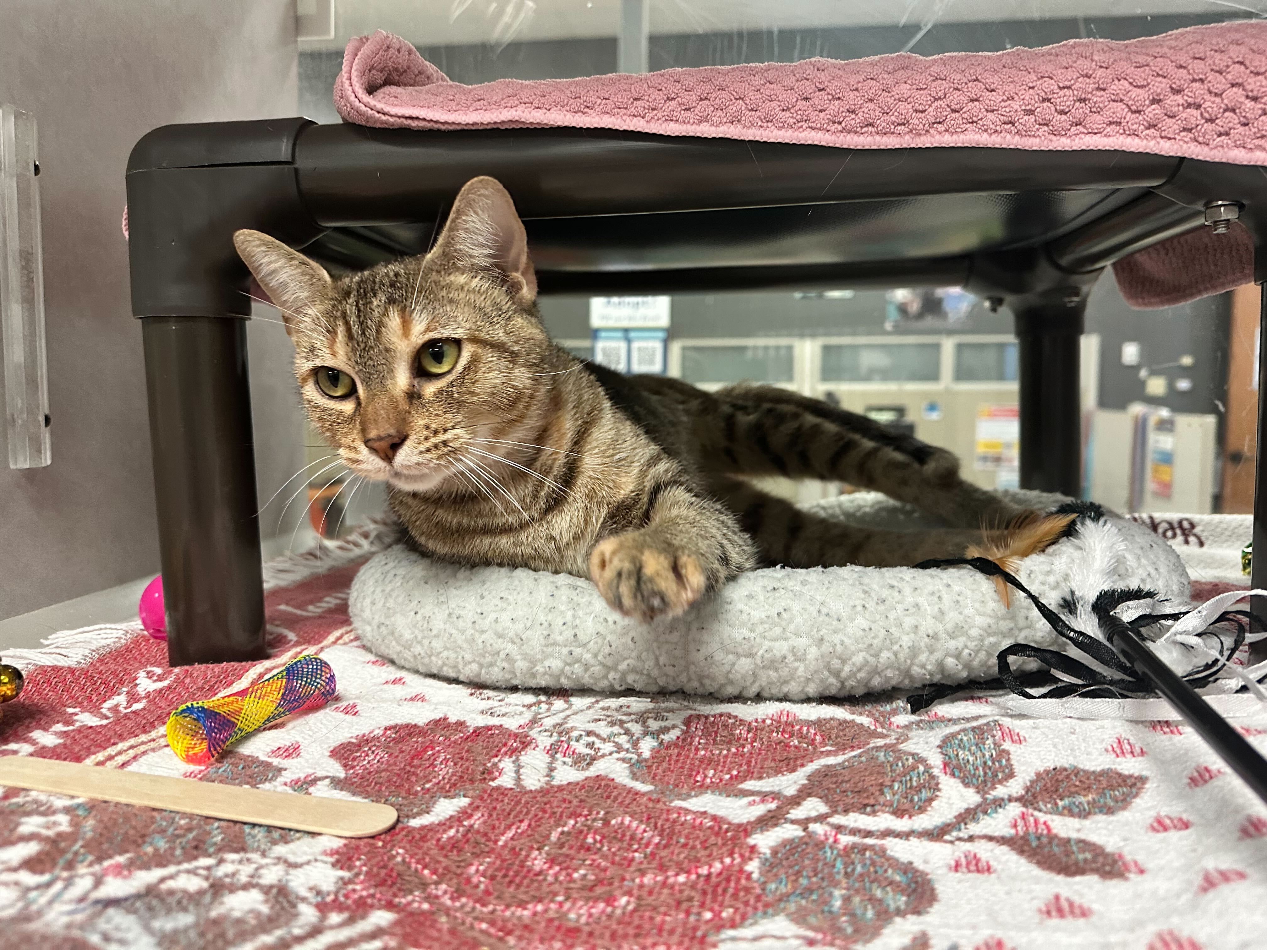 Nearly 100 dogs and cats are up for adoption in Austin after fleeing ...