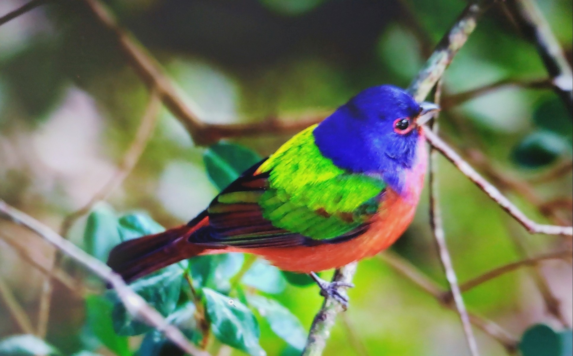 Painted Bunting Guide To Attracting Buntings To Your Bird Feeder