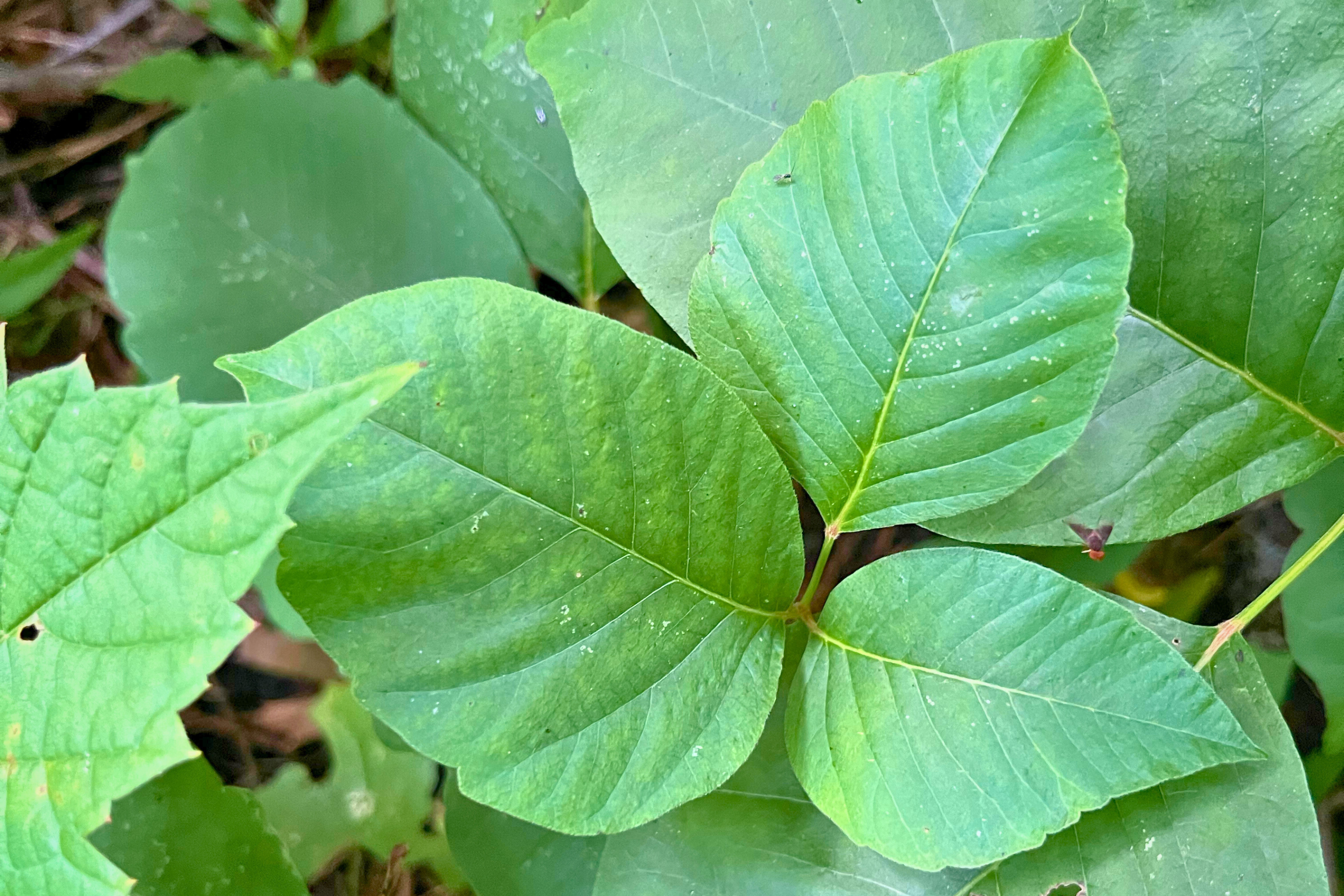 Poison Ivy Leaf Identification 770+ Poison Ivy In Autumn Stock Photos,