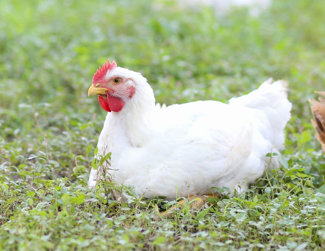 Poultry Broiler Birds