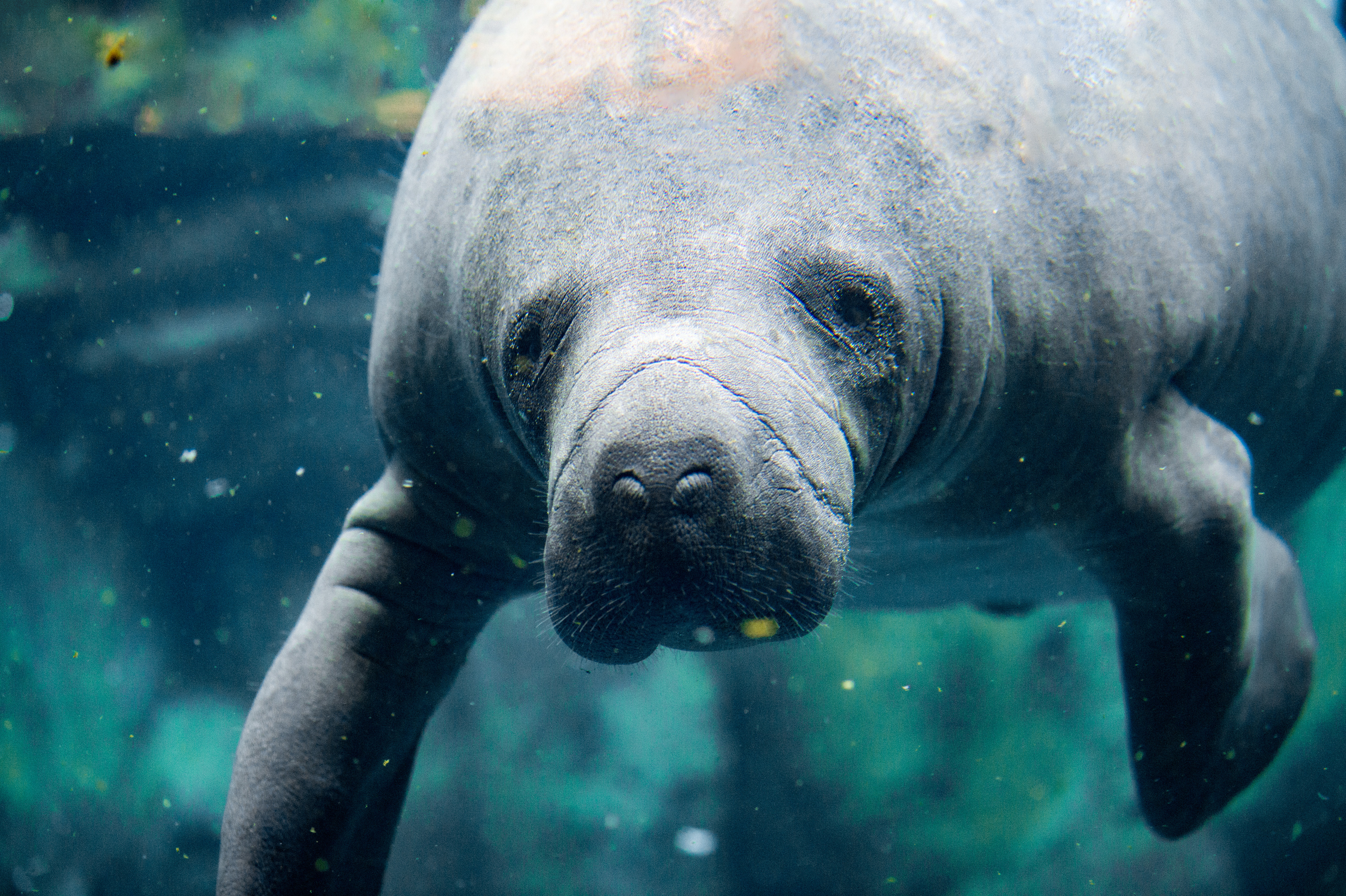 Calming Manatee Desktop