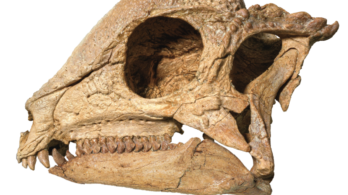 dinofelis skull