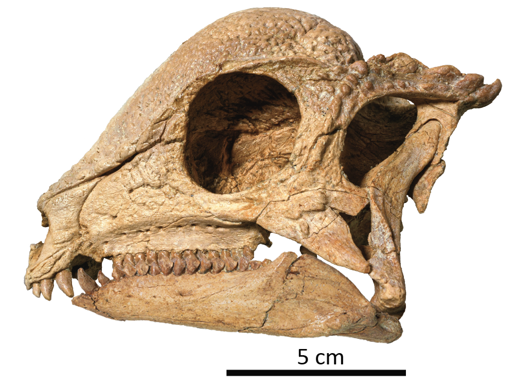 chaoyangsaurus skull