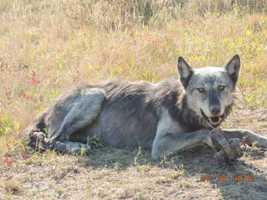 How a federal program kills wildlife for private interests : NPR