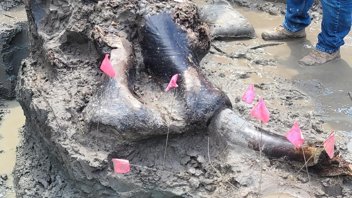 A 13,600-year-old mastodon skull is unearthed in an Iowa creek : NPR