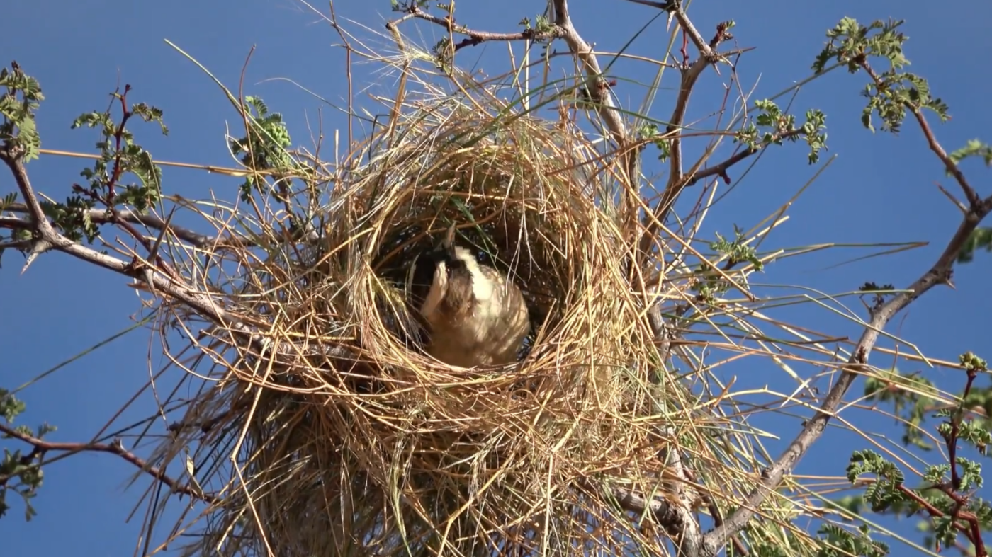 do sparrows make mud nests