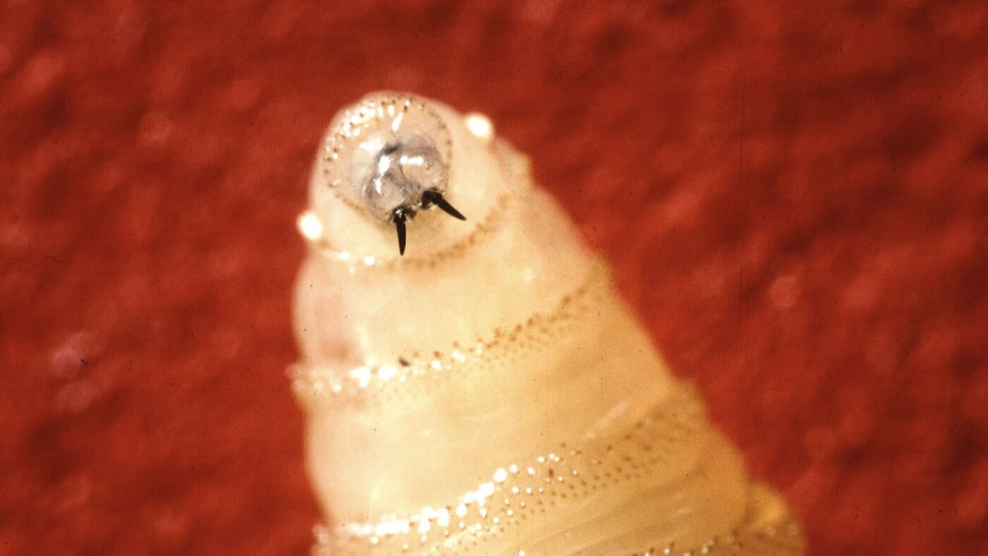 can you get maggots in your teeth