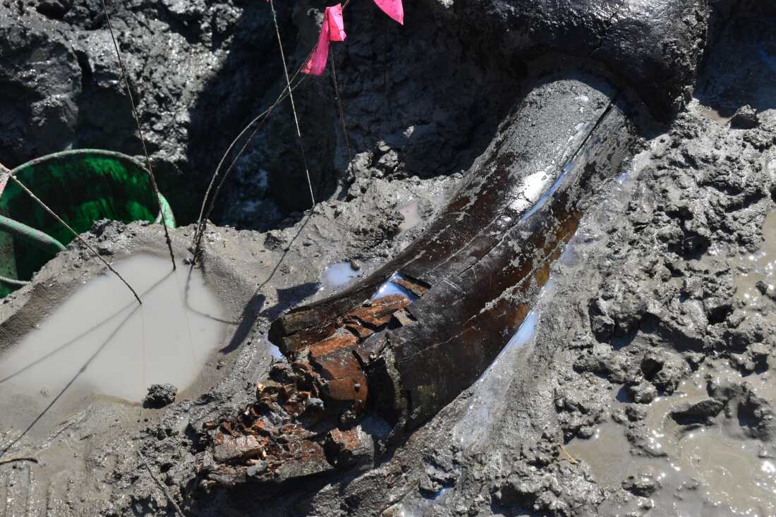 A 13,600-year-old mastodon skull is unearthed in an Iowa creek : NPR