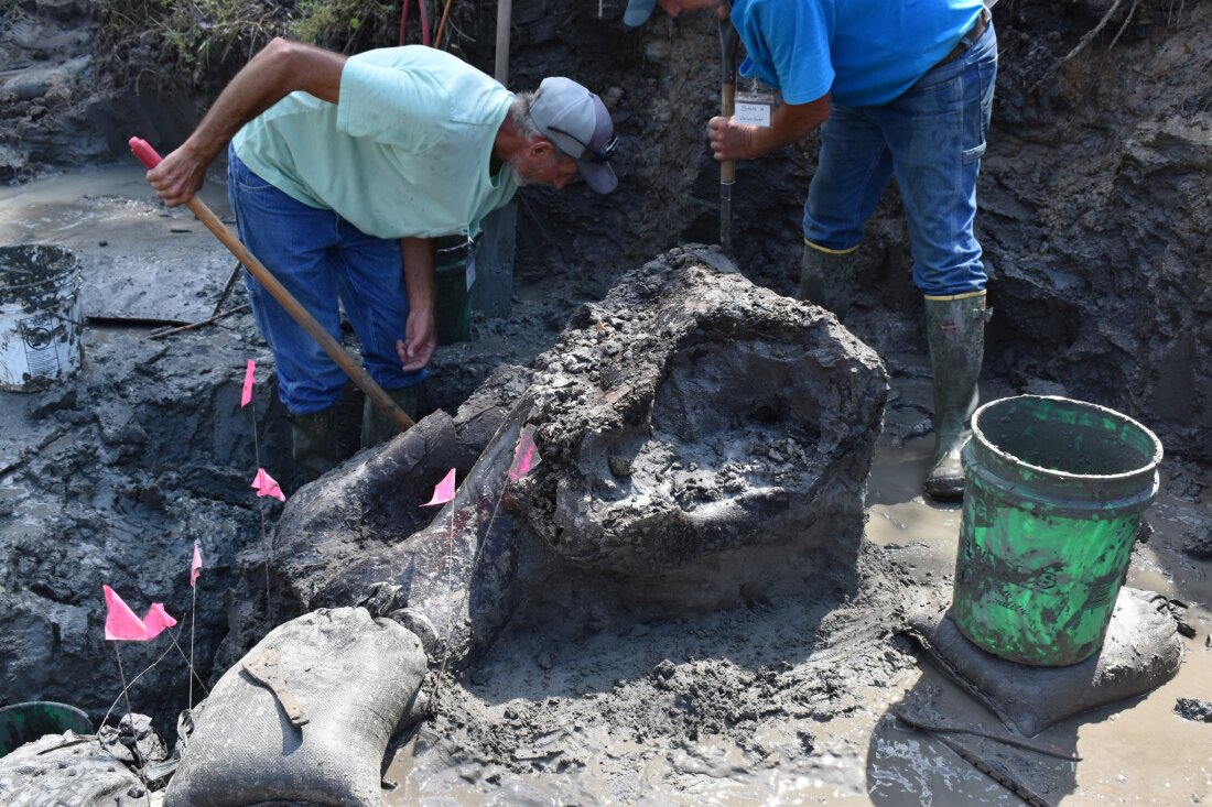 A 13,600-year-old mastodon skull is unearthed in an Iowa creek : NPR