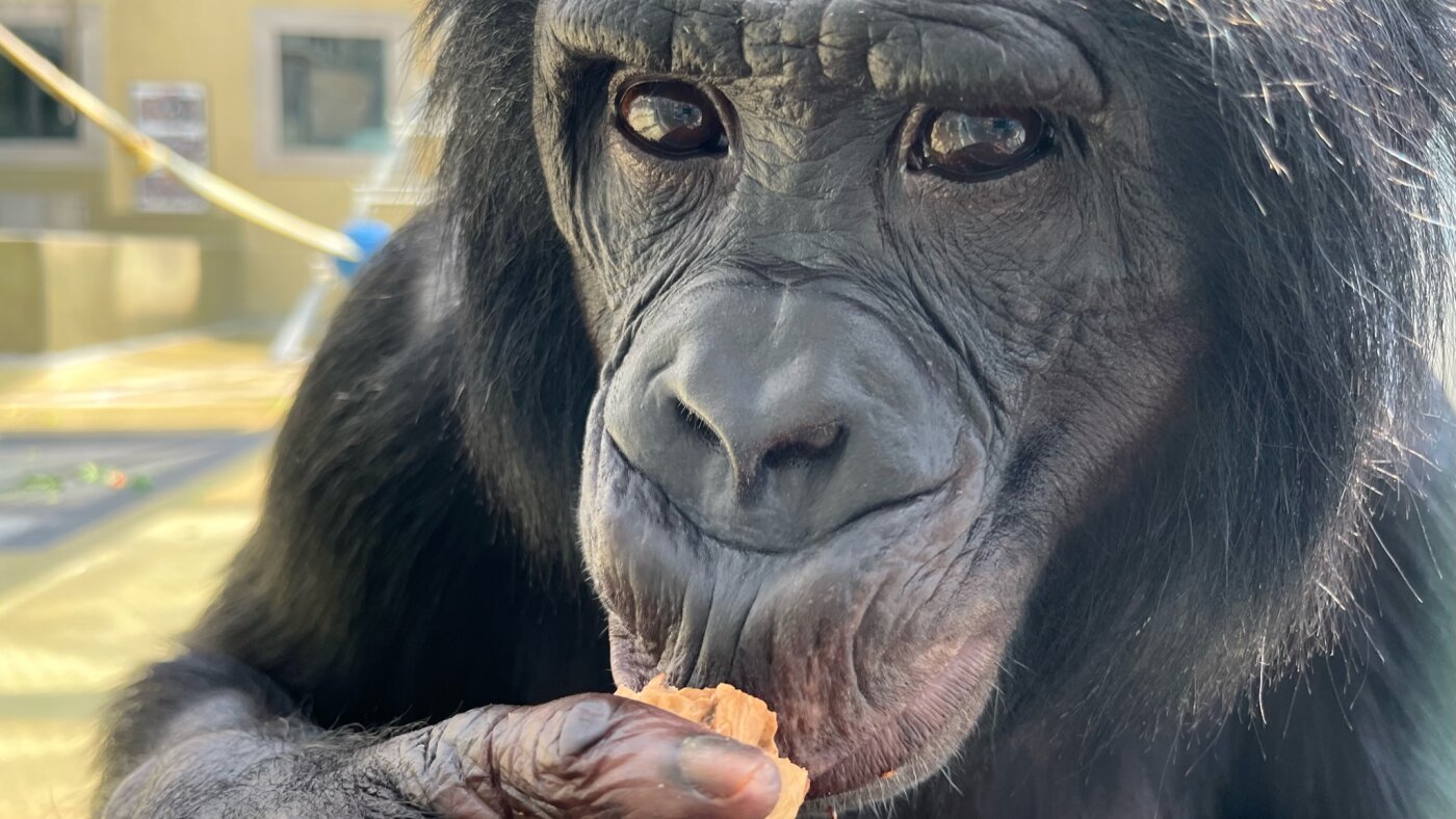 See that ape looking at you? It knows you’re clueless : Shots - Health ...