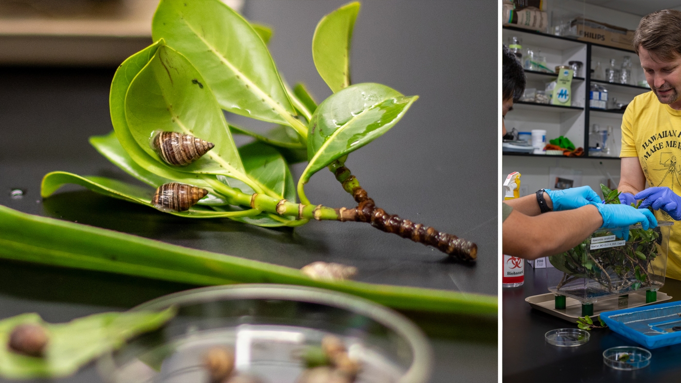 This endangered species is one of the rarest and most beautiful. It’s a ...