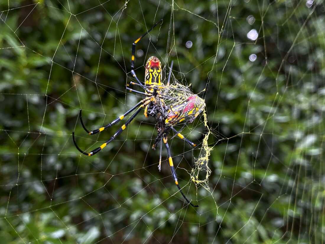 Joro spiders are expected to eventually spread across most of the U.S ...