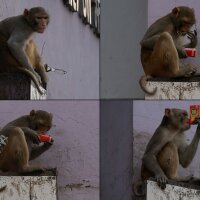 rhesus monkey lab