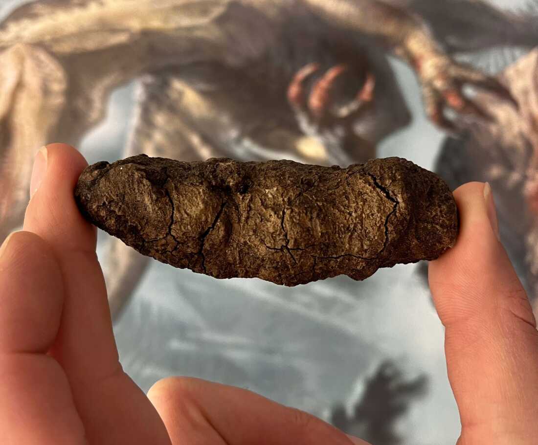 Over 500 fossilized poops show how dinosaurs came to rule the Earth : NPR