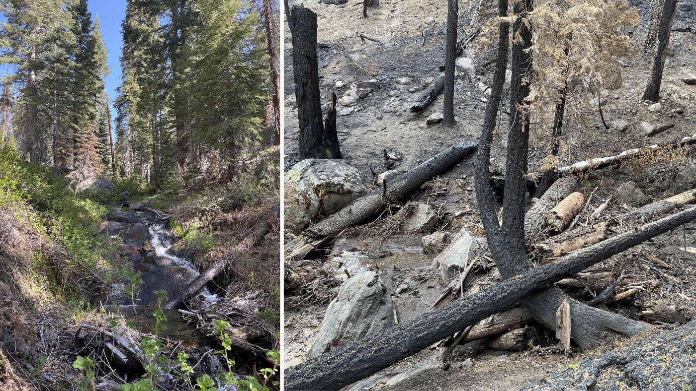 Wildfire prevention work declines under Trump administration : NPR