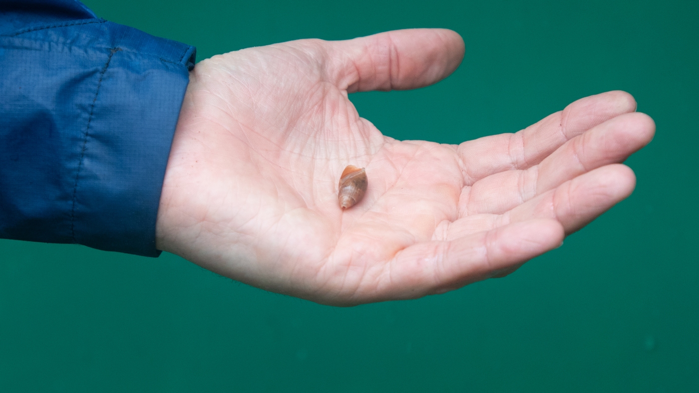 This endangered species is one of the rarest and most beautiful. It’s a ...