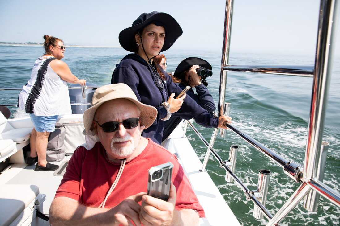 Shark tours in Cape Cod : The Picture Show : NPR