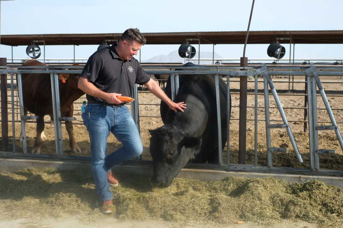 Eating less beef and dairy could help save the Colorado River : NPR