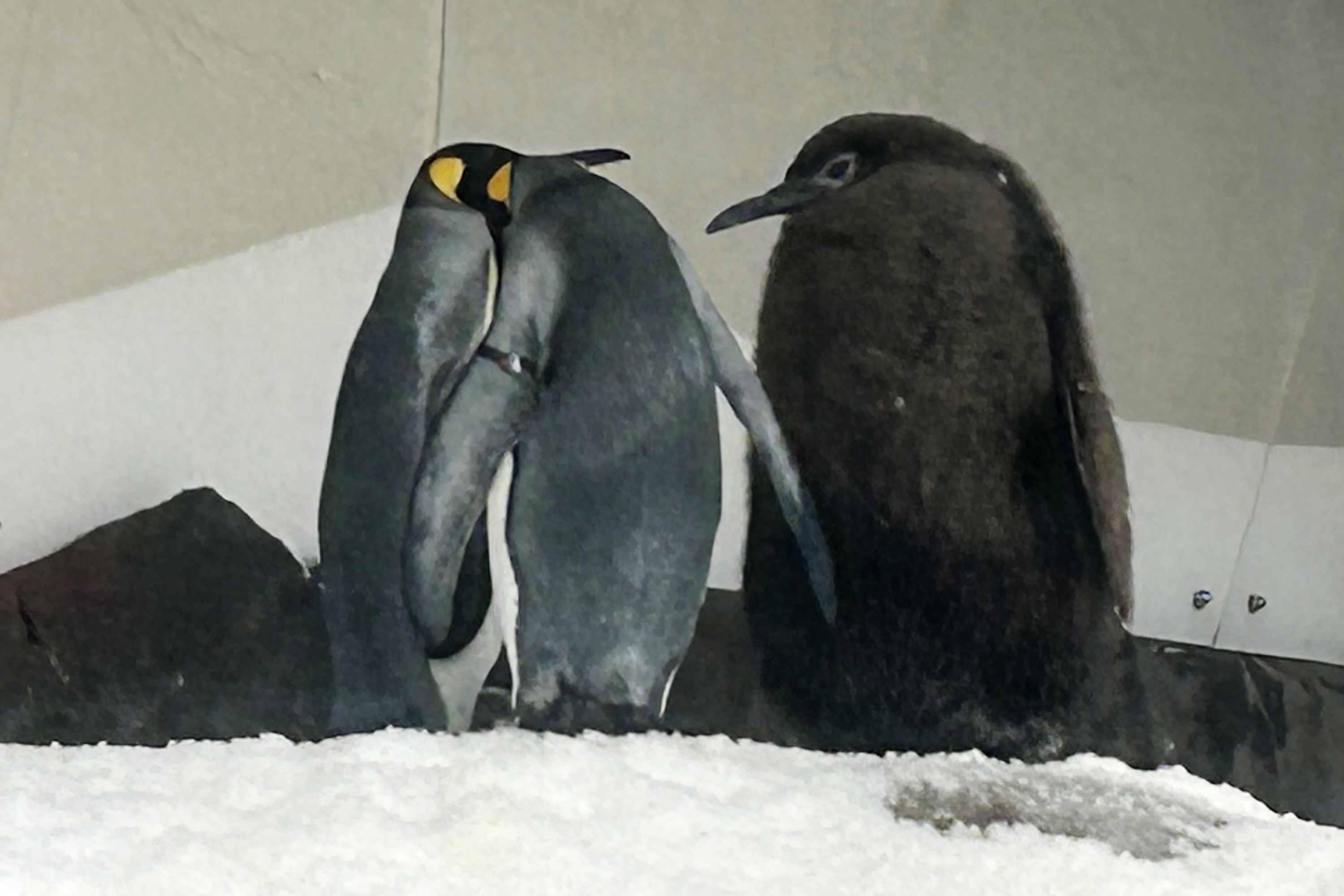 A massive baby penguin named Pesto is inhaling fish and winning fans ...