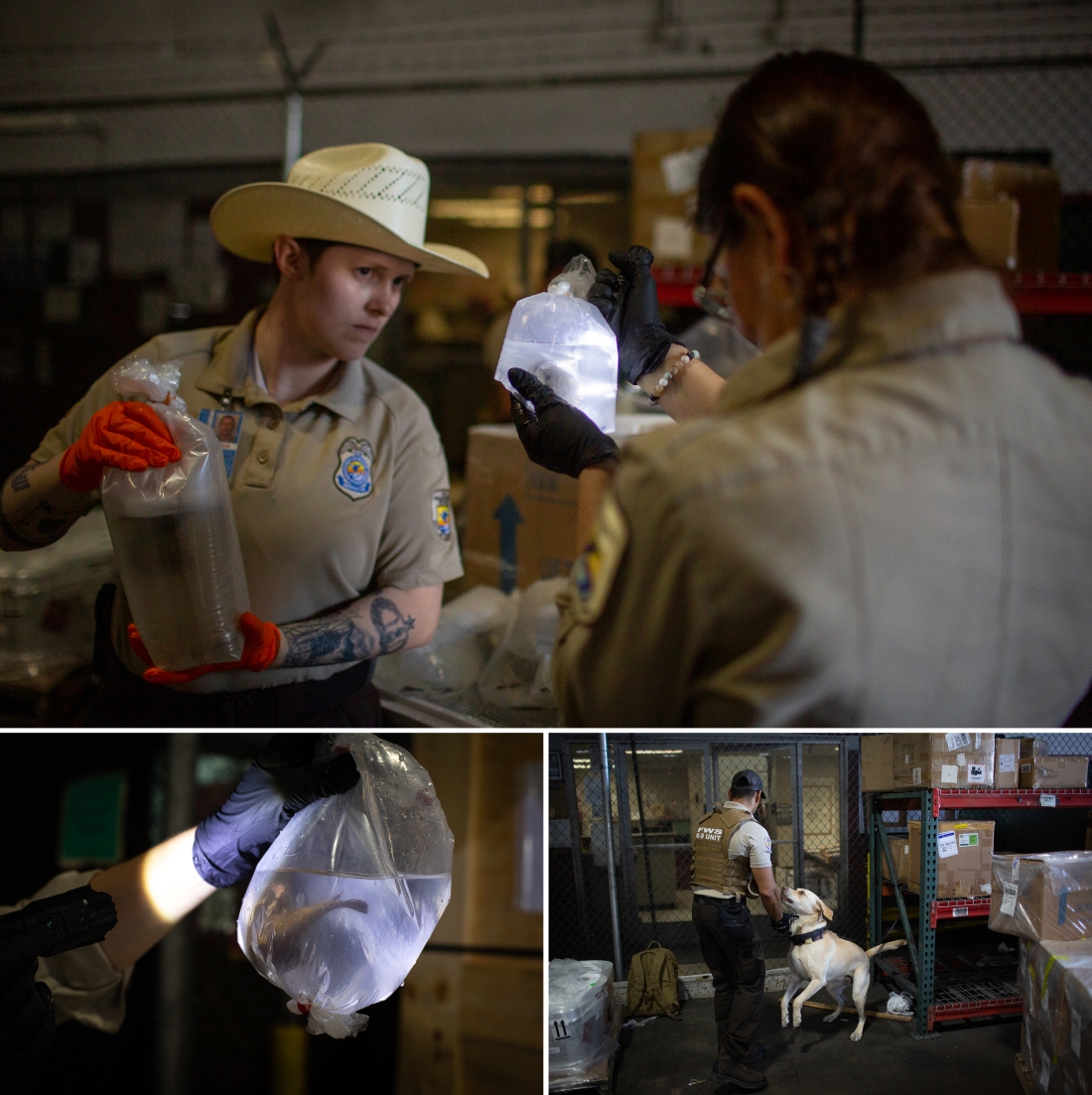 The animals at the heart of the illegal wildlife trade : NPR