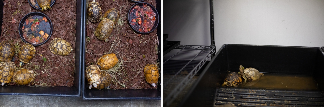 The animals at the heart of the illegal wildlife trade : NPR