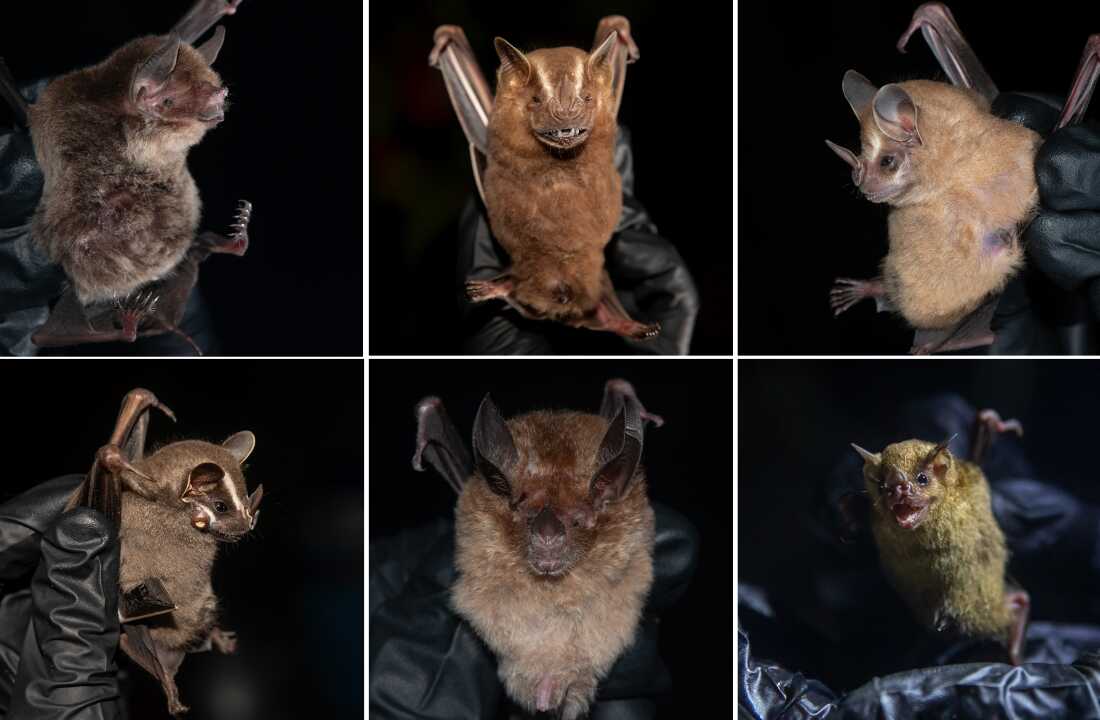 Bats have a lot of secrets. These bat-loving scientists are ...