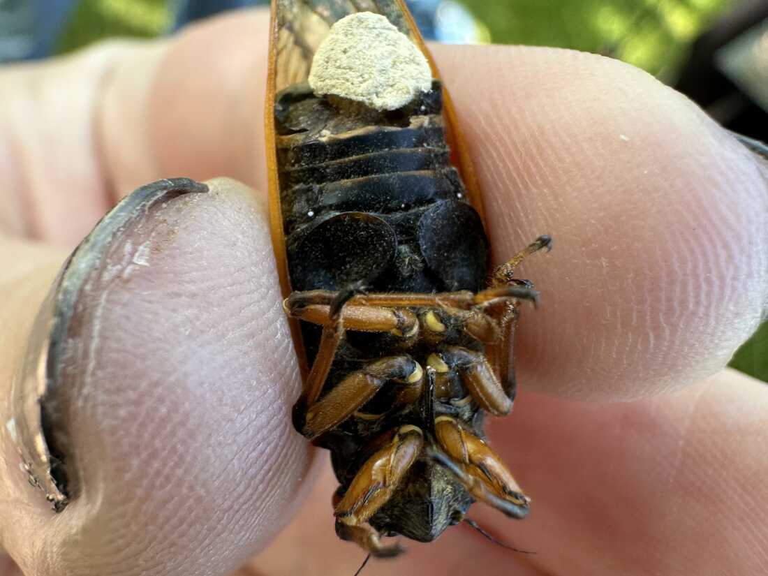 Fungus is turning cicadas into sex-crazed zombies : NPR