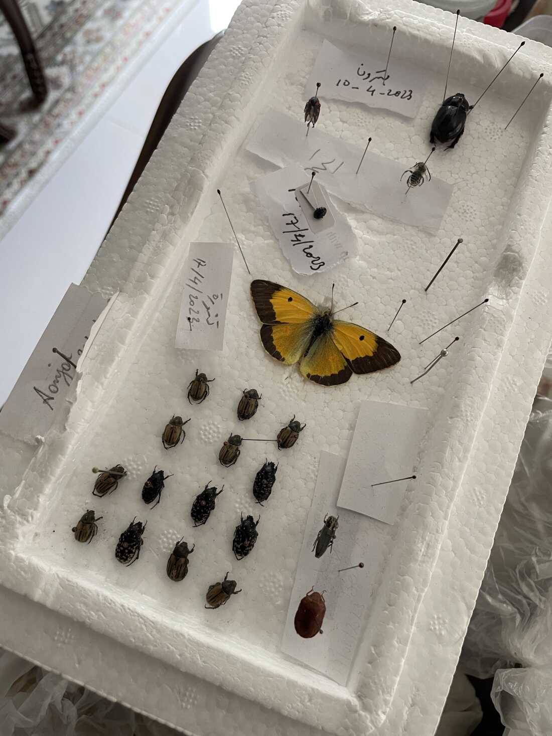 Ancient amber from Lebanon offers a glimpse of a turning point in Earth ...