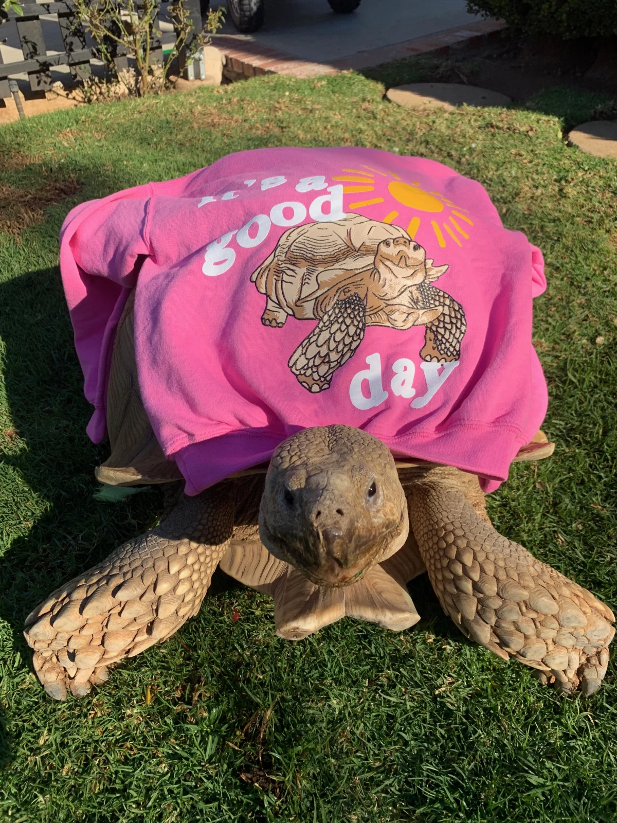 A tortoise survival tale: How Tiptoe escaped Southern California's ...