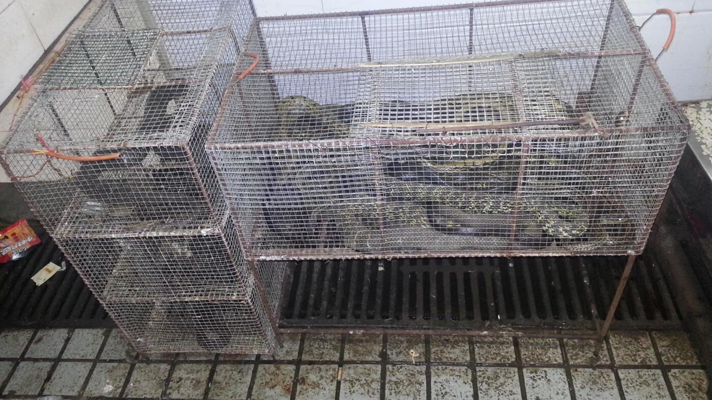 New research points to raccoon dogs in Wuhan market as pandemic trigger ...