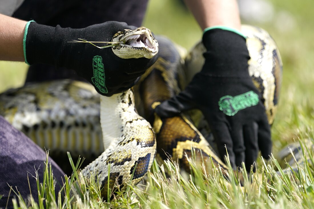 Here’s why snake hunters from across the country are fanning out in ...