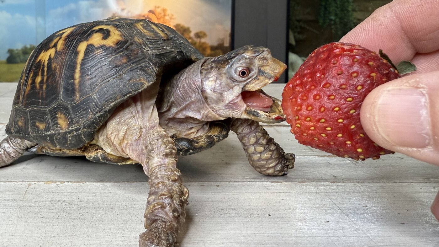 Rockalina the eastern box turtle's remarkable recovery : NPR