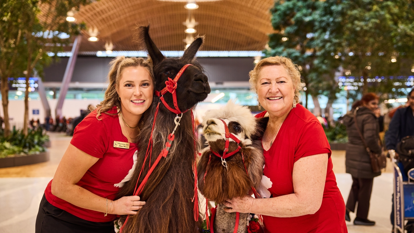 A therapy llama and alpaca spread joy and ease anxiety at the Portland ...