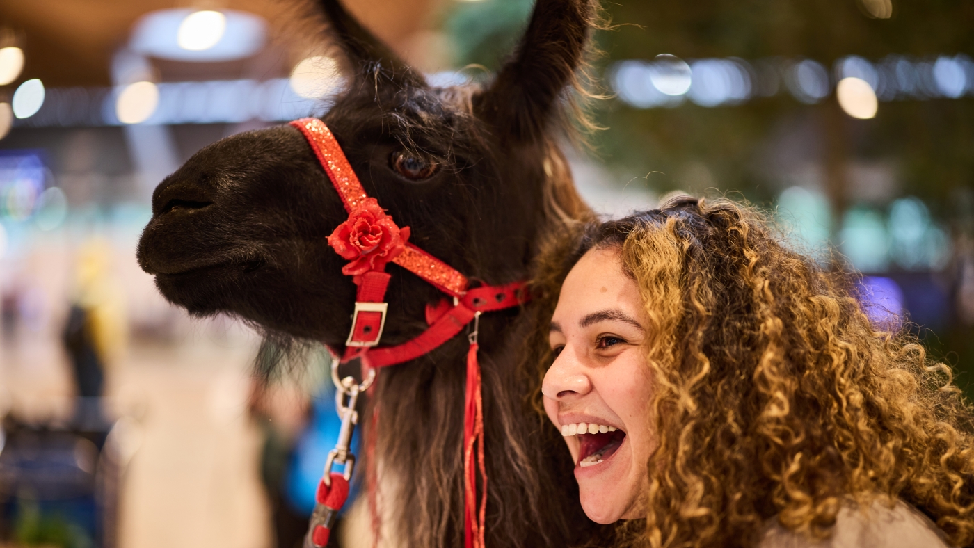 A therapy llama and alpaca spread joy and ease anxiety at the Portland ...