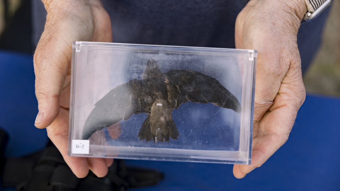 In Portland, Vaux's swifts provide a show as they migrate south : NPR