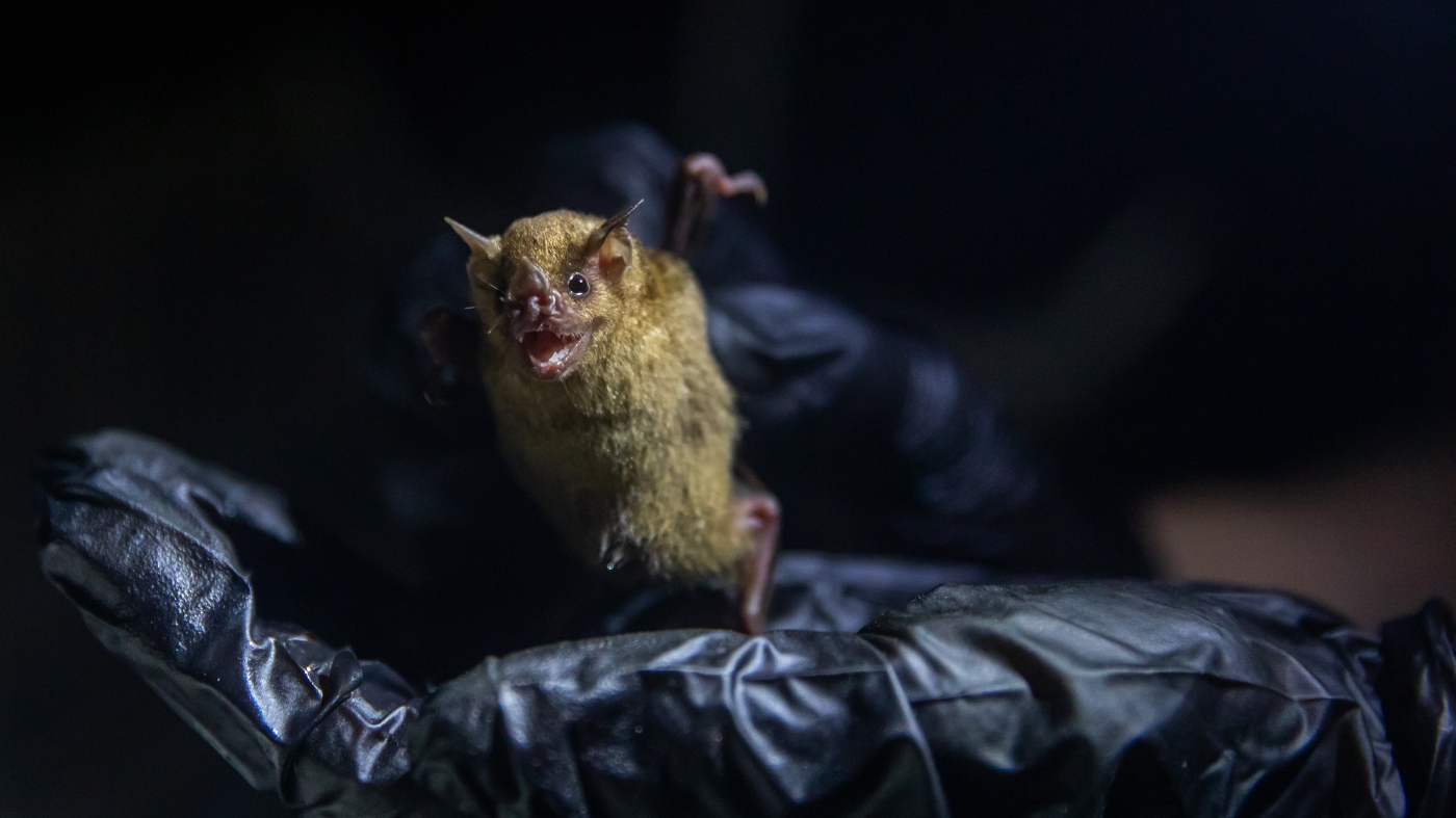 Bats may be a surprising ally in protecting Belize's forests : Goats ...