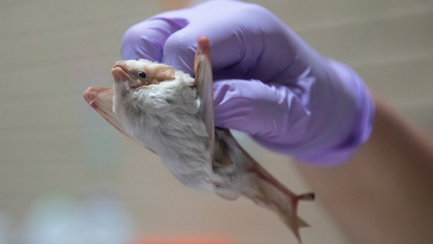 Bats have a lot of secrets. These bat-loving scientists are ...