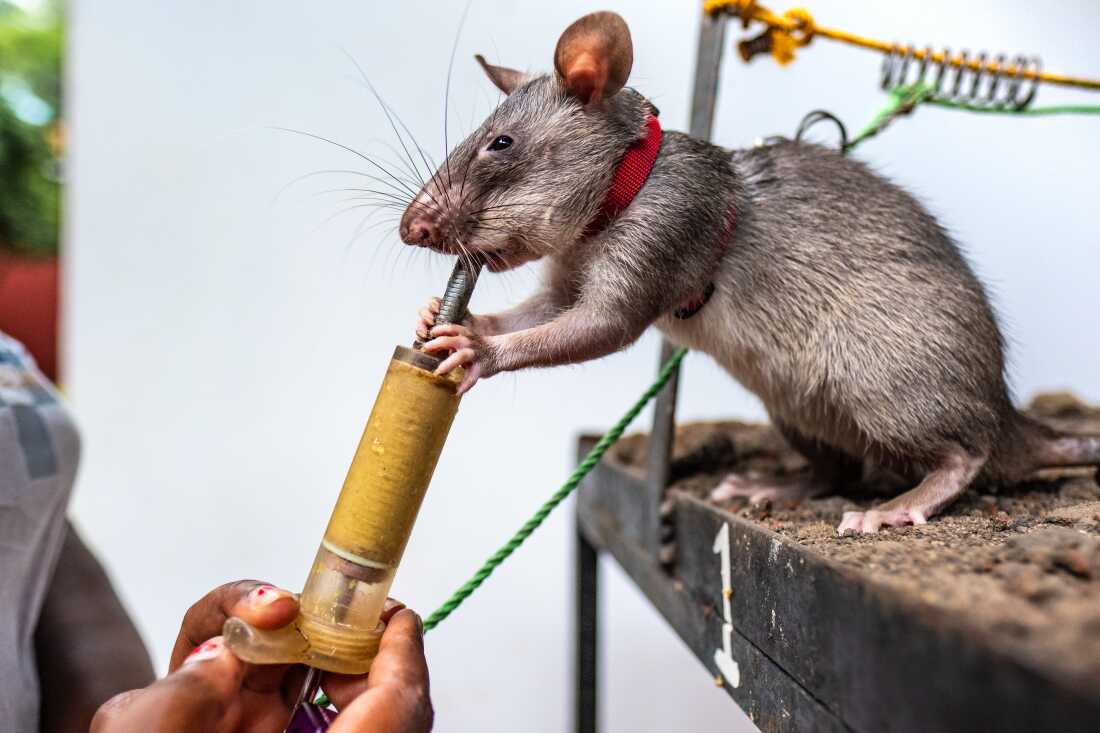 Dear rat, did you ever know that you're my hero? : Goats and Soda : NPR