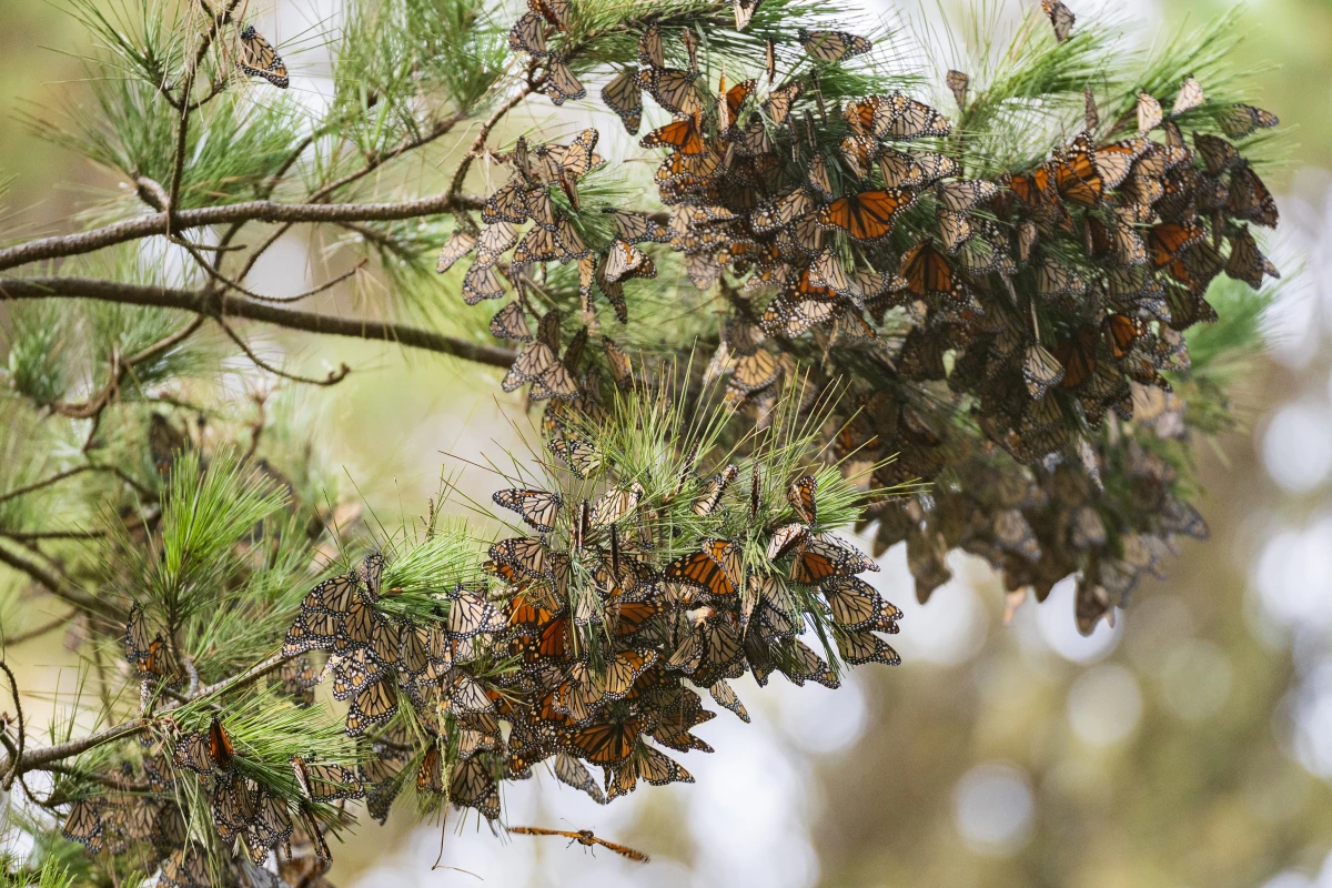 How do you protect a species that lives across a continent? Monarch ...